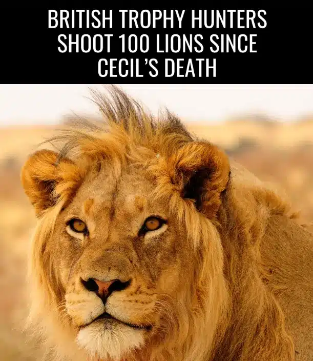 Lions and Trophy Hunting: The Hidden Truth Behind British Hunters : Ban ...