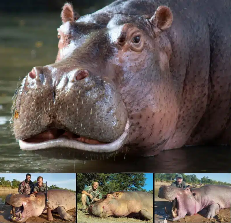 Hippo Hunting report reveals Britons' sick habits : Ban Trophy Hunting